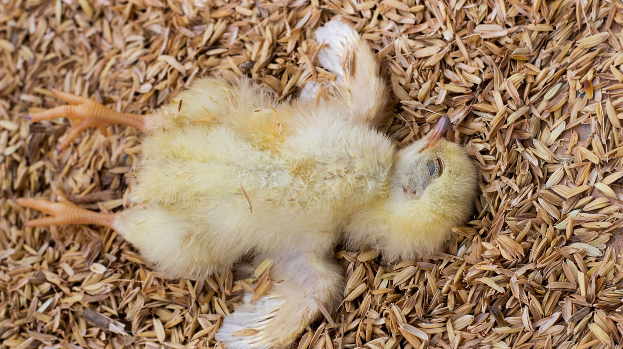 Νέα | A PROMISE TO ANIMALS | / APA