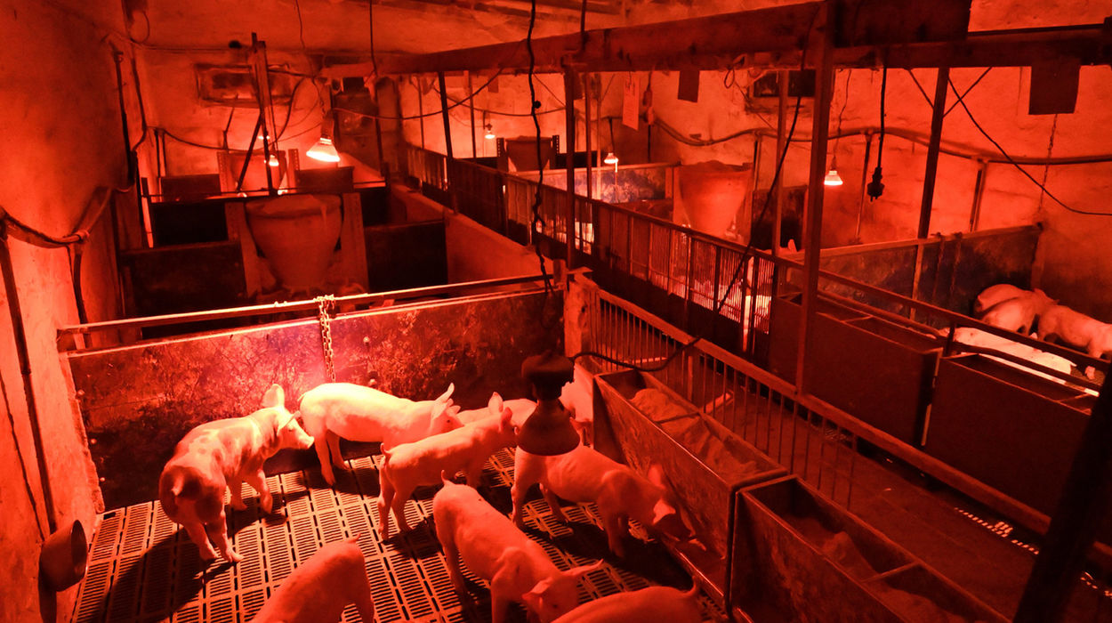 Νέα | A PROMISE TO ANIMALS | / APA